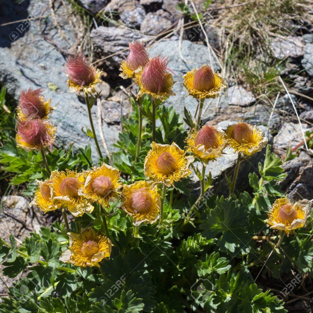 Herba benedicta: uma linda rosa alpina felpuda e encantadora - Fica a Dica